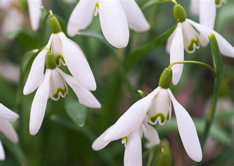 How To Grow And Care For Snowdrop Flower