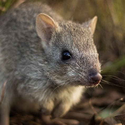 Northern Bettong: Improving Habitat for Two Remaining Populations