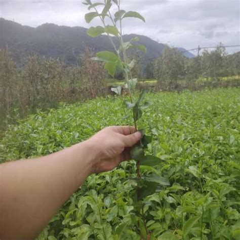 中国的茶树有哪些品种？不同品种茶树苗多少钱一株？ 惠农网