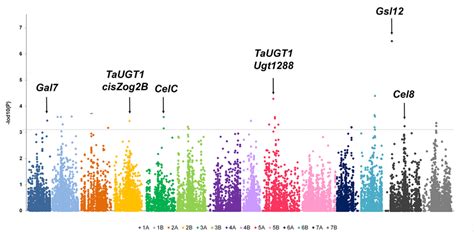 Manhattan Plot Of Grain Ax Content From Gwas Using The Kinship