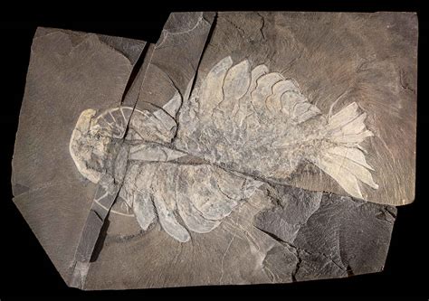 Anomalocaris Cambrian Apex Predator Facts Fossils And Radiodont Guide