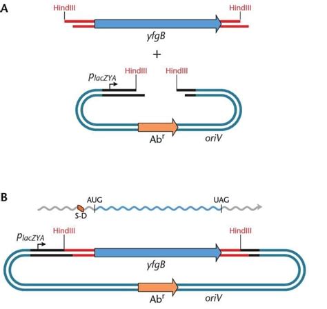 Hanaa Fayed On Linkedin Dna Products Produced By Pcr And Cleaved With Restriction Endonucleases…