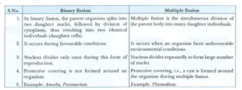How Does Binary Fission Differ From Multiple Fission