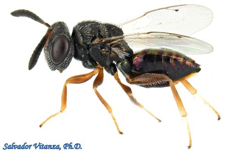 Hymenoptera Pteromalidae Psilocera Pteromalid Wasps Female B Urban