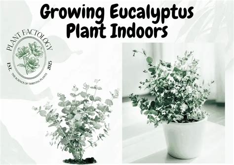 Growing Eucalyptus Indoors Care And Benefits Guide