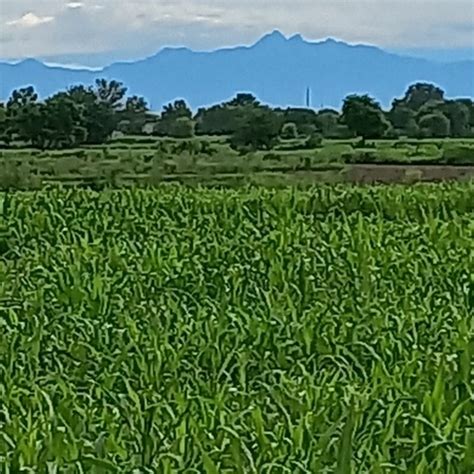 Dr Mudassar Fareed Awan On Linkedin Scenic Beauty Of Sialkot Suburbs