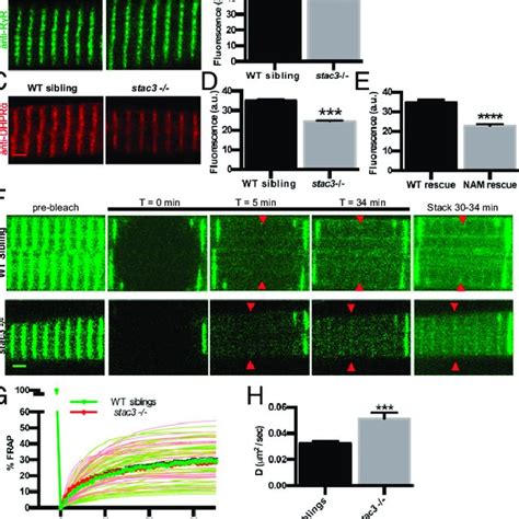 Missense Mutation In Human Stac3 Causes Nam Left Top Sequence