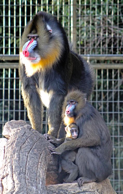 Mandrill Teeth