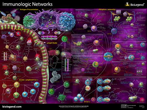 Immunologic Networks Poster Pdf
