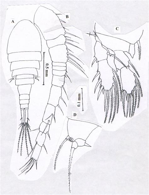 65 Microcyclops Bicolor A Dorsal View B Antennule C 4 Th Leg D