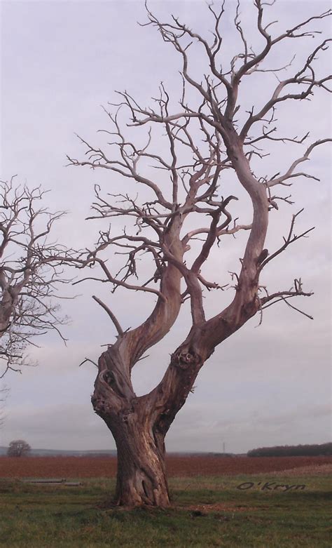 Skinned Tree By Maxokryn On Deviantart