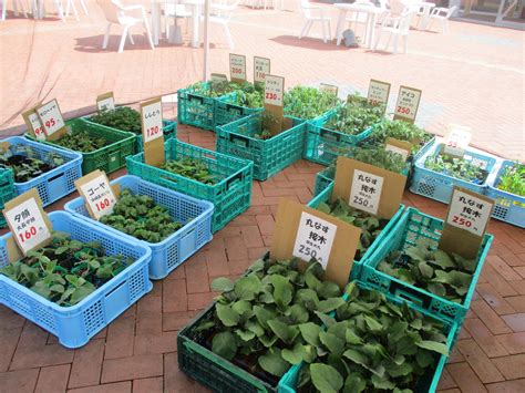 野菜苗販売中