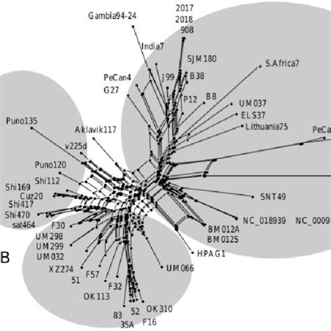 Classification Of Crispr Like In Vlpc Gene Phylogenetic Tree Download Scientific Diagram