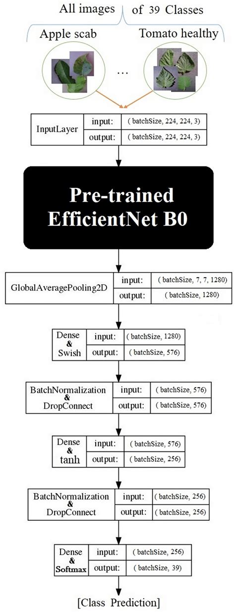 Teacher Efficientnet Based Model Pretrained On The Plantvillage Data Download Scientific Diagram