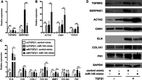 Mir 145 Regulates Transforming Growth Factor Tgf β Dependent Matrix