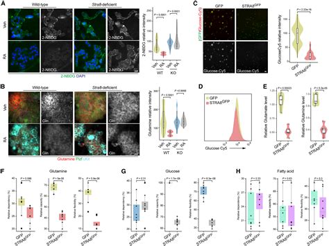 Transcriptional Metabolic Reprogramming Implements Meiotic Fate Decision In Mouse Testicular