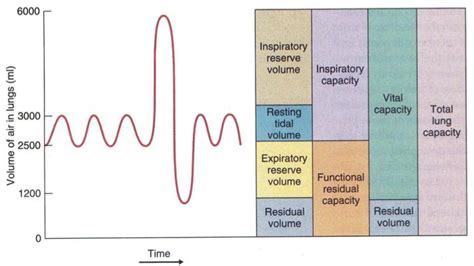 Lung Volumes And Capacities Respiratory Medbullets Step 1
