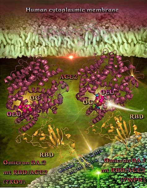 A Binding Pose Architecture Of Oeu And Oc On The Crystal Structure Of Download Scientific