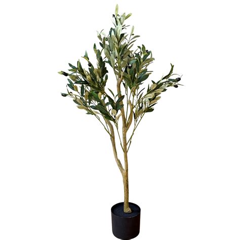 Calabria Small Olive Tree Wholesale By Hill Interiors
