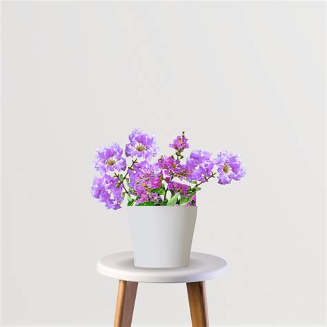 Jarul Plant Pride Of India Gardengram