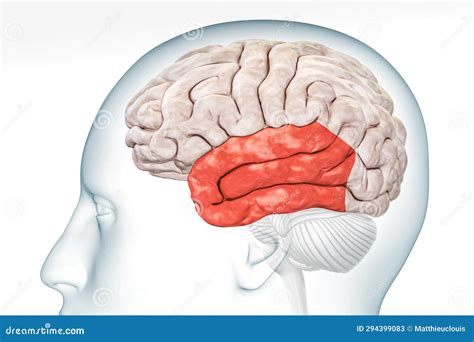 Cerebral Cortex Temporal Lobe In Red Color Profile View With Body