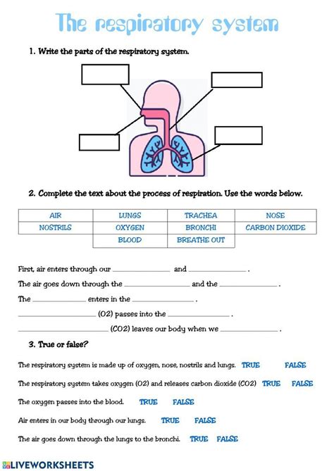 Circulatory System Worksheets For Grade 6