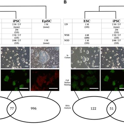 Ipsc Were More Similar To The Esc State Than To The Episc State The