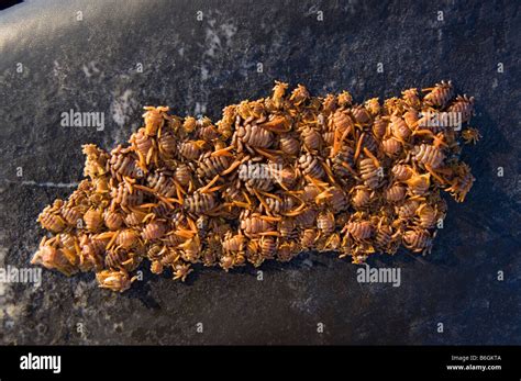 Sea Lice Colony Feeding On The Skin Of A Dead Bowhead Whale Balaena