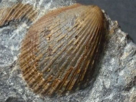 Plagiostoma Pectinoides Sowerby 1815 Bivalves The Fossil Forum