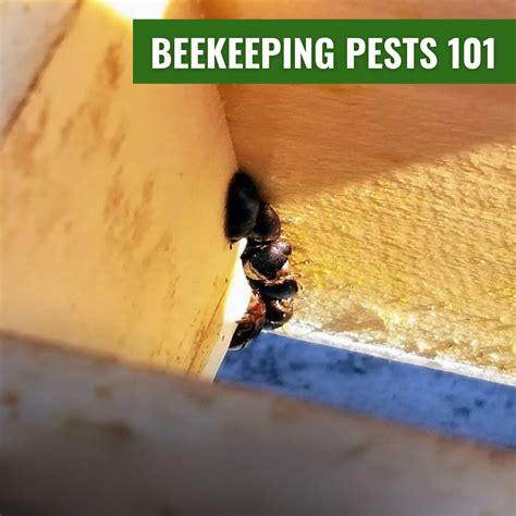 Beekeeping Pests 101 Class Homestead