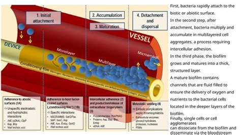 Coagulase Negative Staphylococci Cons Taxonomy Pathogenesis