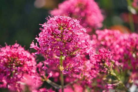 How To Grow And Care For Red Valerian A Complete Guide Gardening