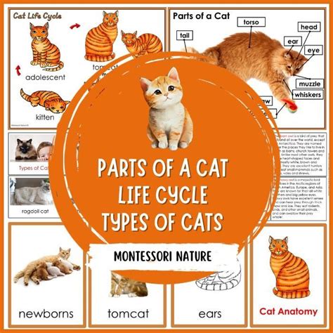 Cat Life Cycle And Parts Of A Cat Printable And Hands On Activities Life Cycles Cat Life