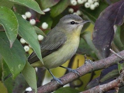 Philadelphia Vireo Alchetron The Free Social Encyclopedia