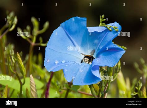 A Bee Collects Pollen On A Blue Flower With Drops Of Dew In The