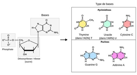 Les Nucléotides Labster Theory
