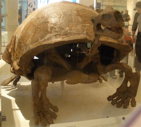Megalochelys Animal Facts Megalochelys A Z Animals