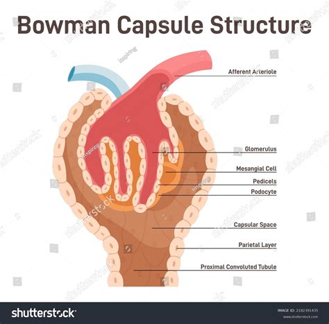 Bowmans Capsule Anatomy