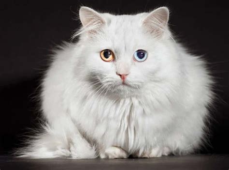 Download Elegant Turkish Angora Cat Posing In Nature Wallpaper