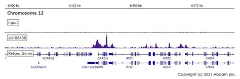 ChIP Kit Transcription factors ChIP seq ab270813 アブカム