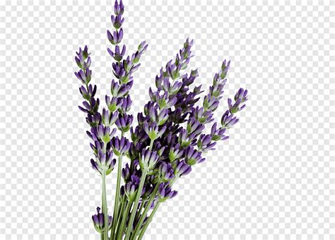 лаванда, английская лаванда Lavandula dentata французская лаванда ...