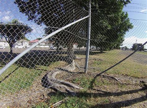 Root Barrier Installation Newcastle Lake Macquarie Agility Trees