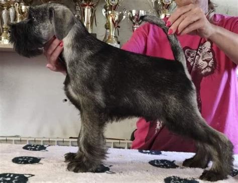 Srednji Šnavcer Poper Sol