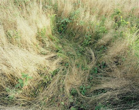 Do Deer Bed In Switchgrass At Owen Griver Blog