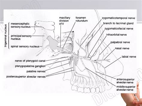 Maxillary Nerve Blocks Ppt