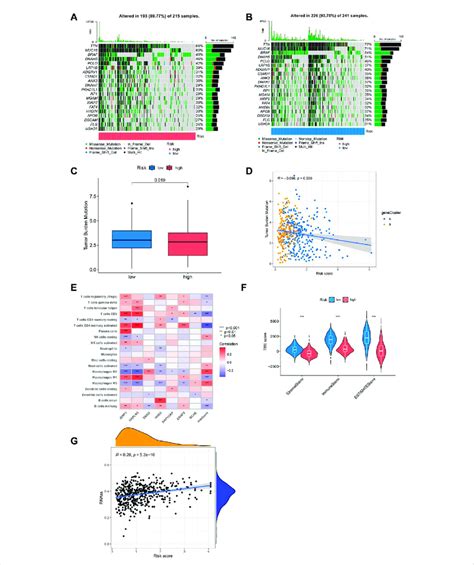 Tumor Mutation Load And Immune Function In Different Risk Population