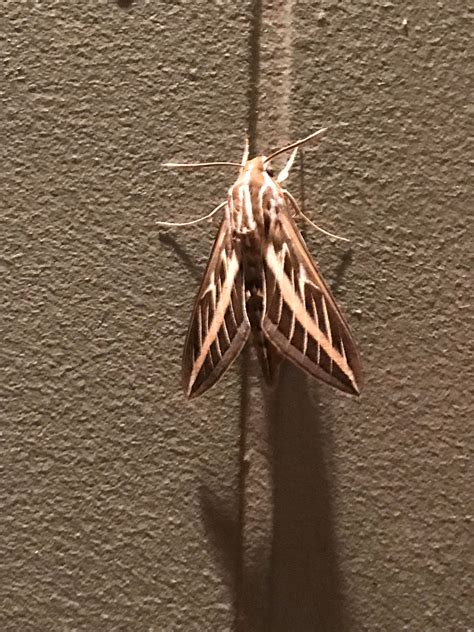 What Moth Is This Found In Assam India Rwhatsthisbug