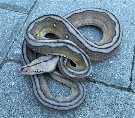 50 Kalaotoamadu Motley Suntiger Pos Het Snow Reticulated Python By