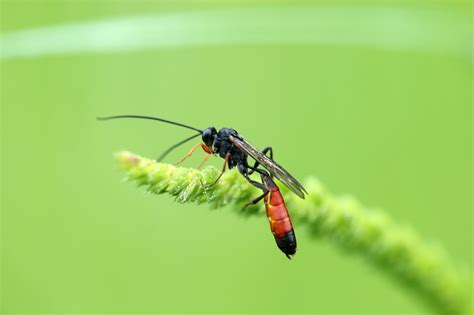 Endogenous Viral Elements Eves Help Wasps To Parasitize Reasons To