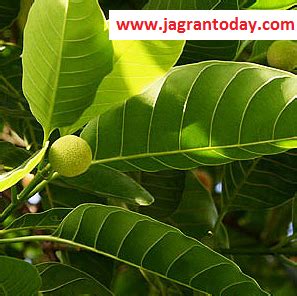 Jaharshaamak Kadamb Ka Ped जहरशामक कदंब का पेड़ Kadamb Tree Removes